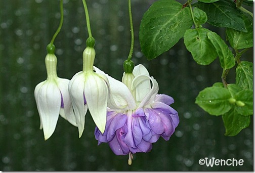 'Quasar' | Wenches Fuchsia